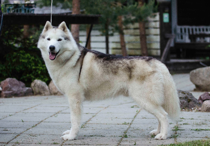 Moletai 2024 :: Heart Kingdom's Siperianhuskyt